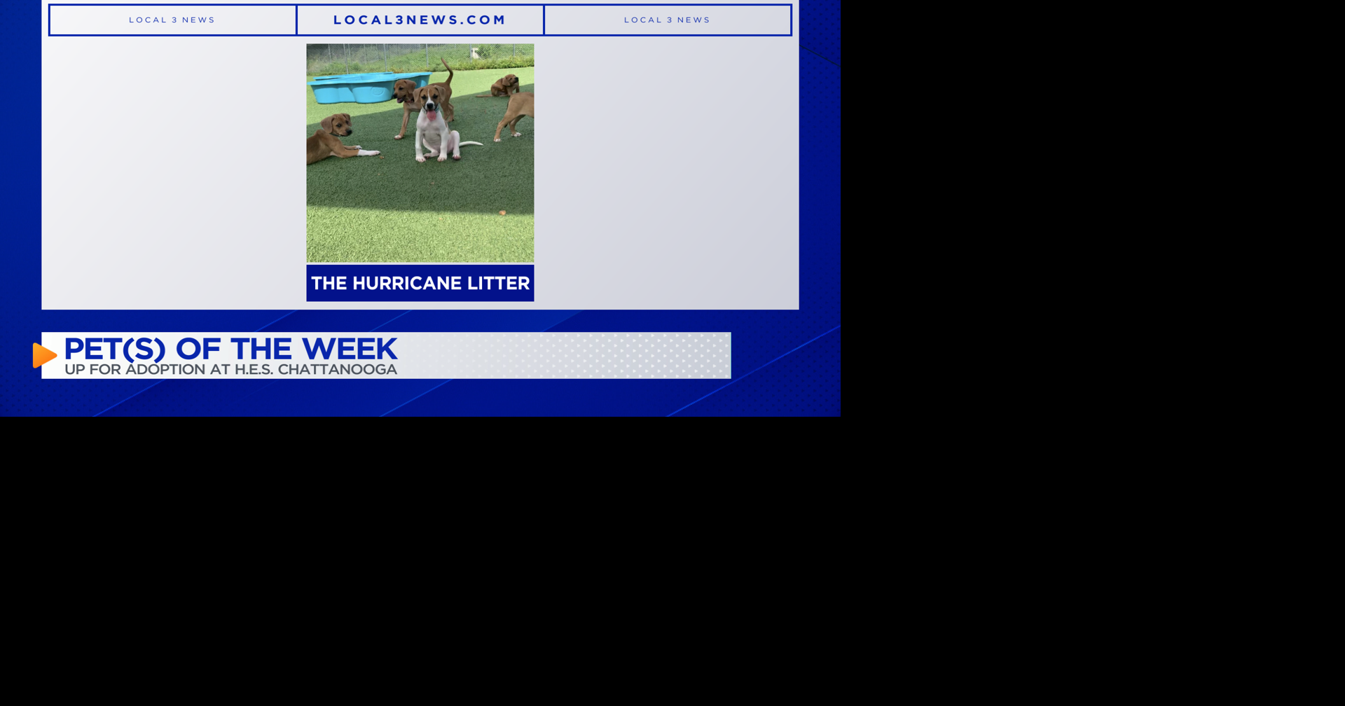 Meet the Hurricane Litter Puppies! | Pet of the Week | local3news.com