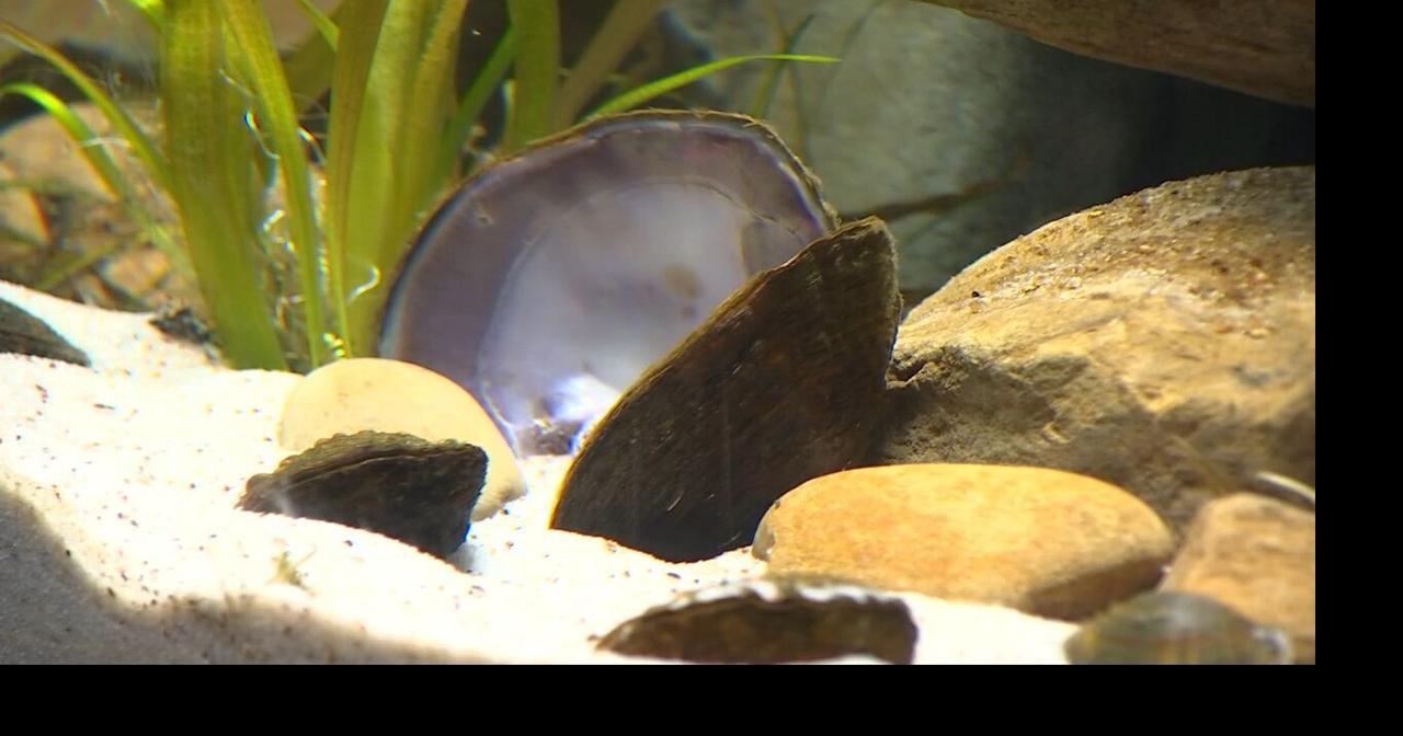 Discover Freshwater Mussels at Tennessee Aquarium | Local News ...