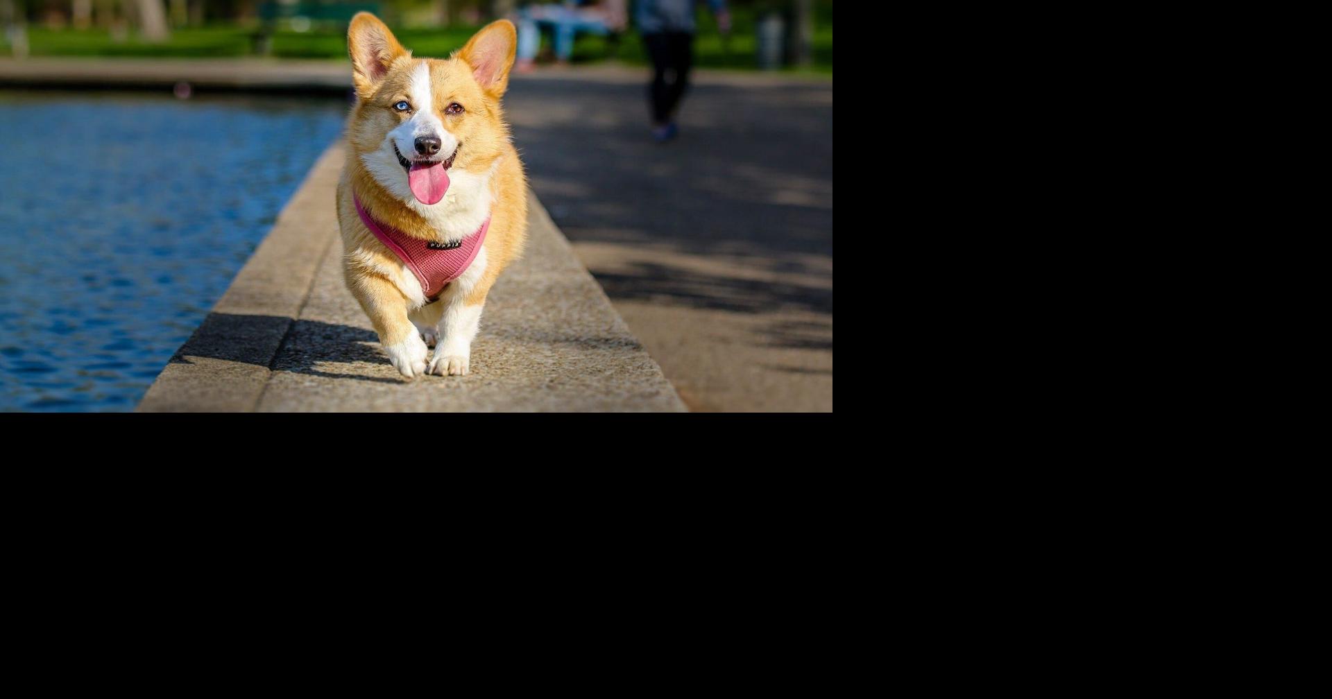 St. Elmo Street Festival returns June 17th with Corgi Parade | Local ...