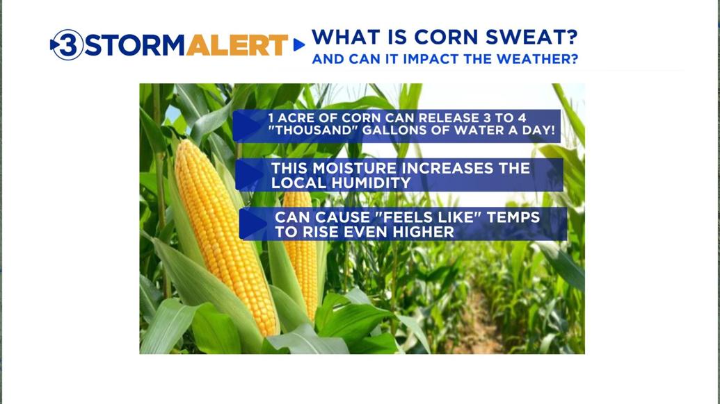 Understanding Corn Sweat in Midwest Summers | Local News | local3news.com