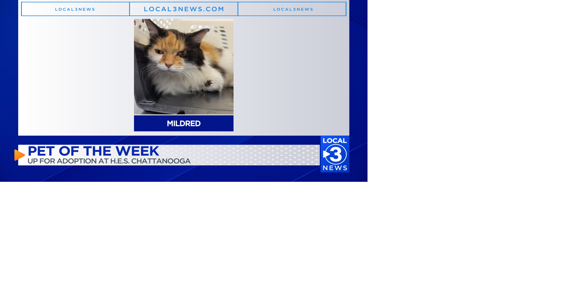 Meet Mildred, the Grumpy Cat at HES Chattanooga | Pet of the Week ...