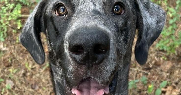 ADOPTION FEES WAIVED: MAC extending exclusive offer for another 24 ...