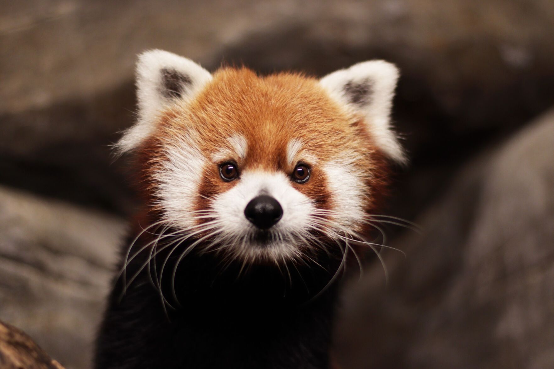 News Update: Chattanooga Zoo's Red Panda Avi Battling Adrenal Disorder ...