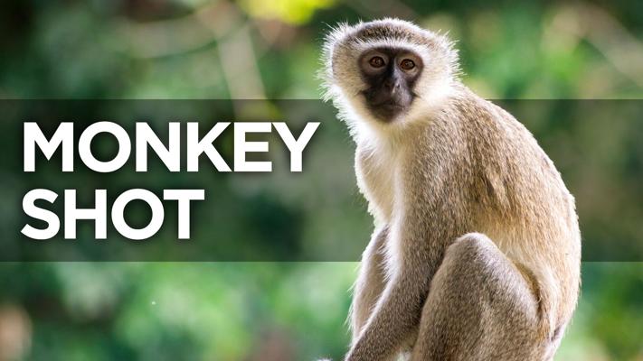 UPDATE: Monkey shot by Soddy-Daisy woman after attacking her; animal ...