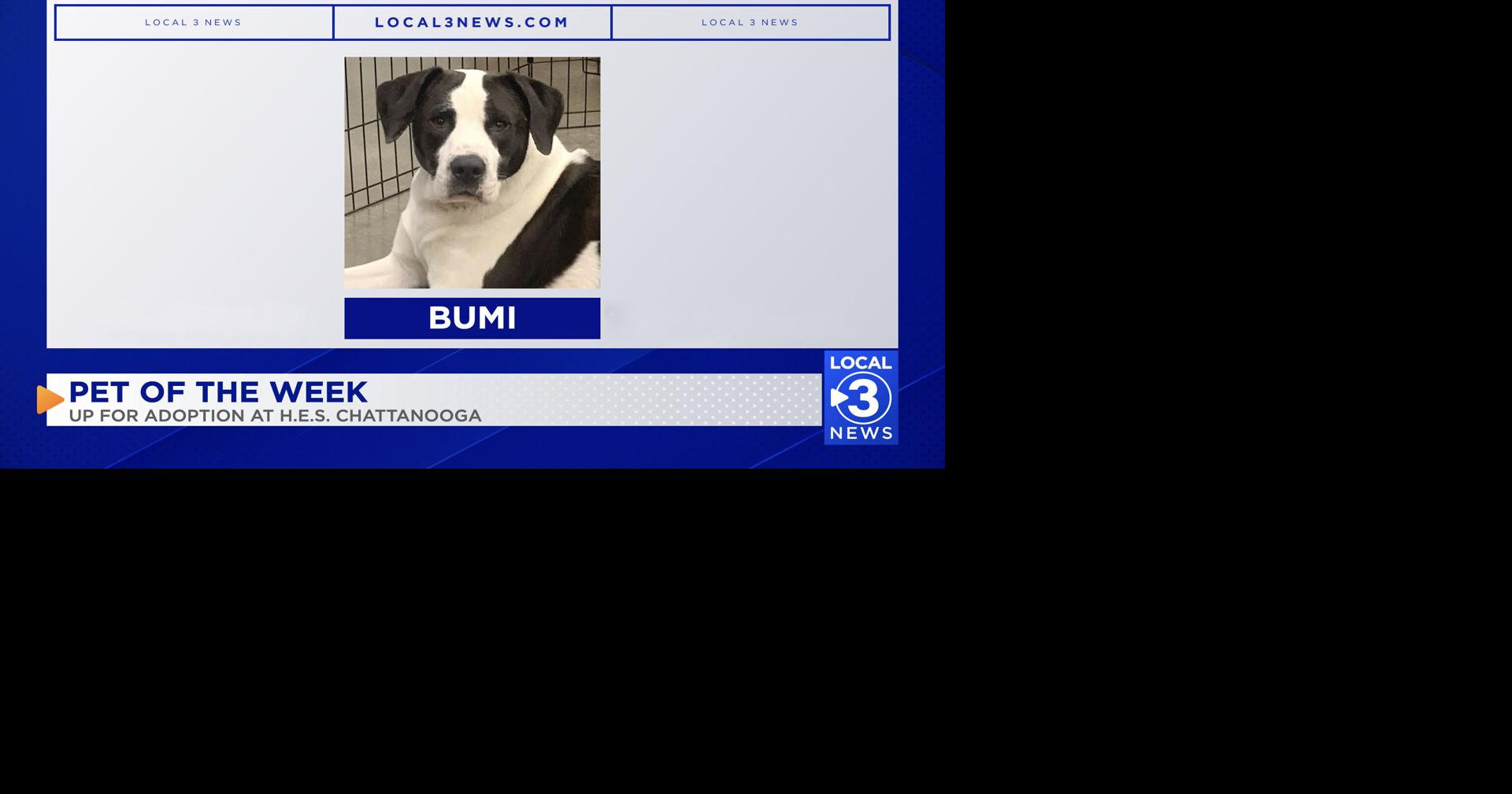PET OF THE WEEK: Bumi the dog up for adoption at the Humane Educational ...