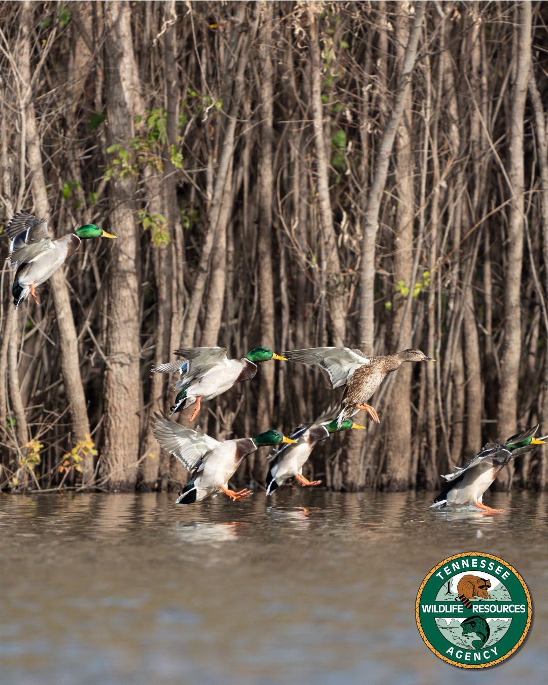 Waterfowl hunting season to open in Tennessee | Local News | local3news.com