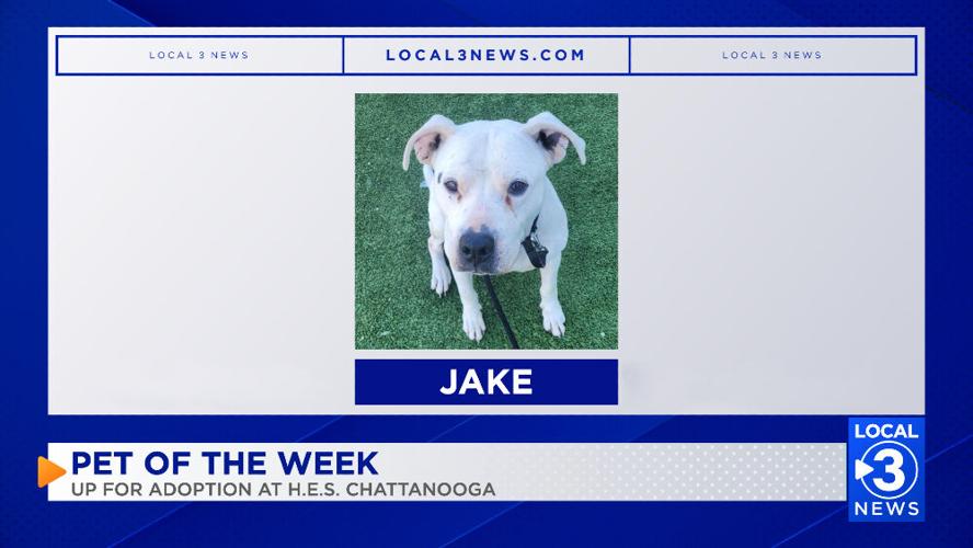 PET OF THE WEEK: Jake the dog up for adoption at the Humane Educational ...