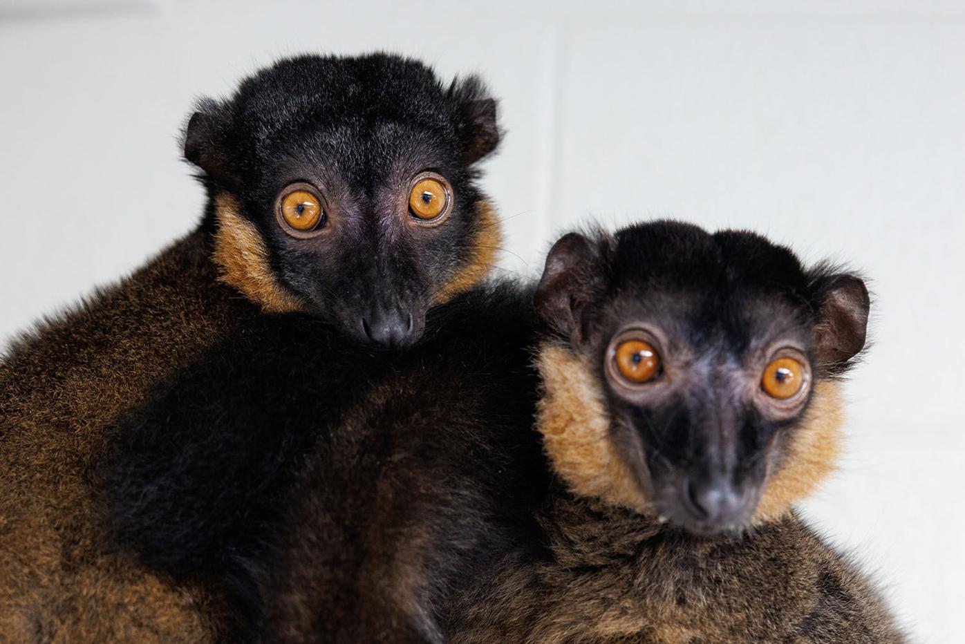 collared brown lemur