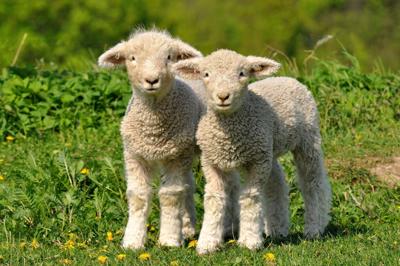 The Science of Counting Sheep for Better Sleep | Regional/National ...