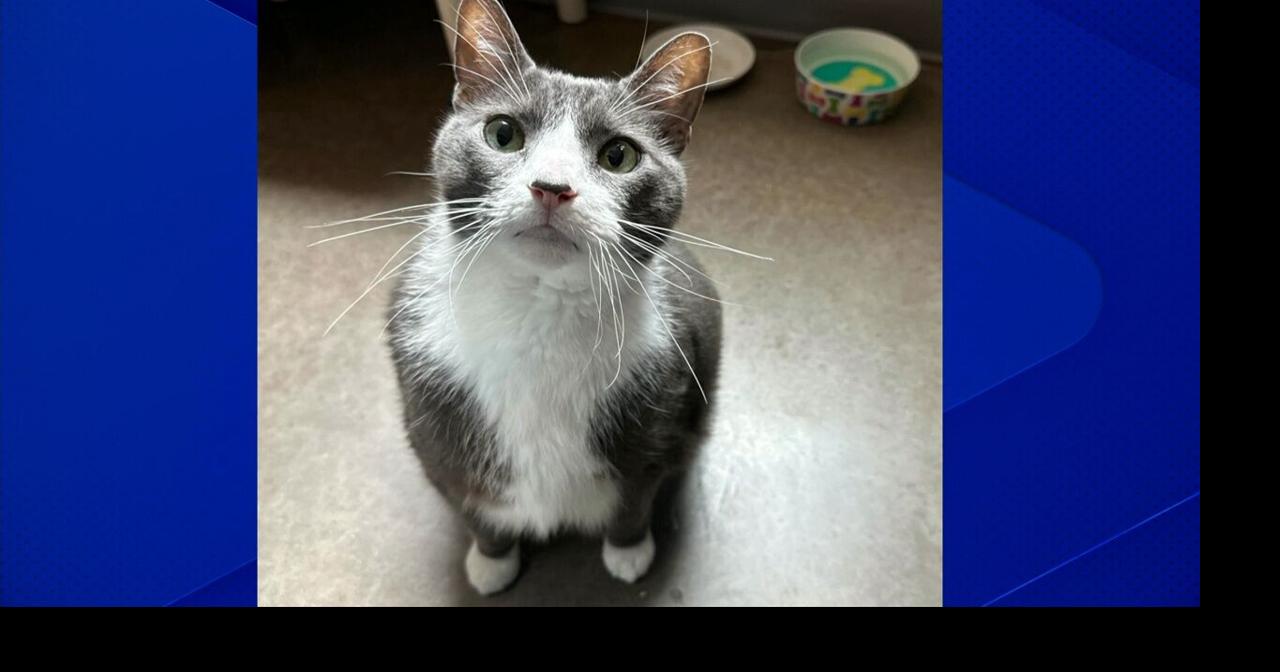 Chunk Norris the cat up for adoption at the Humane Educational Society ...