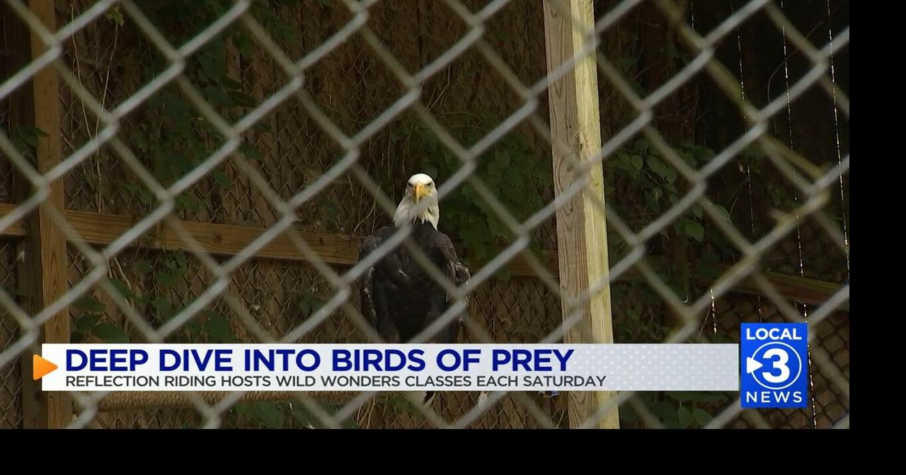 Take a deep dive into the world of birds of prey at Reflection Riding ...