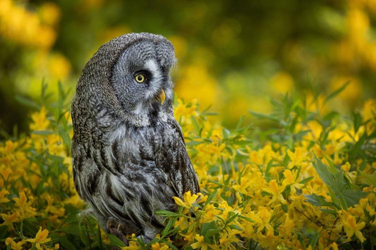 Owl photos are flooding the internet ahead of the Super Bowl. Here’s ...