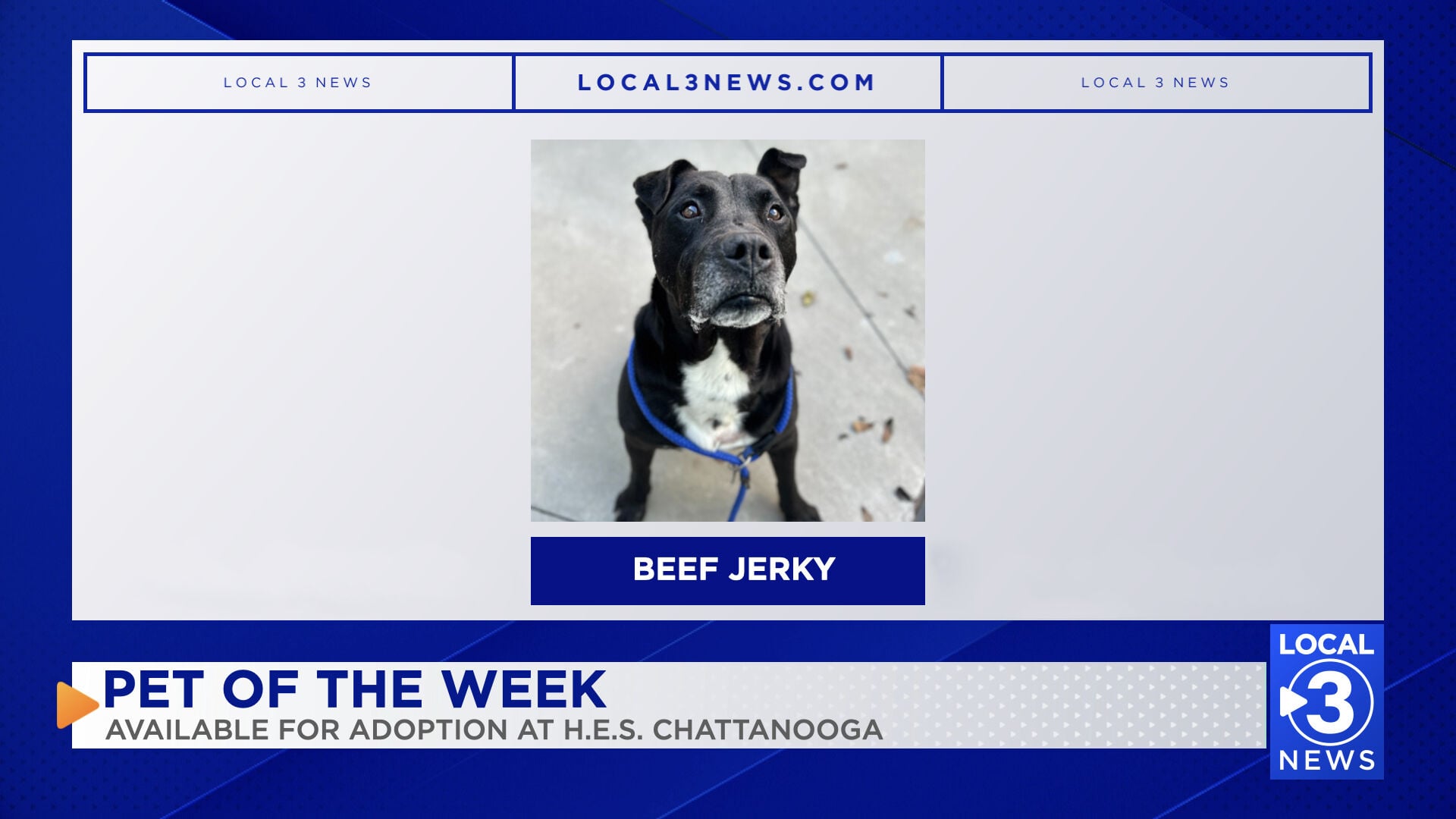 Meet Beef Jerky, the Adorable Pit Bull Mix Available for Adoption ...