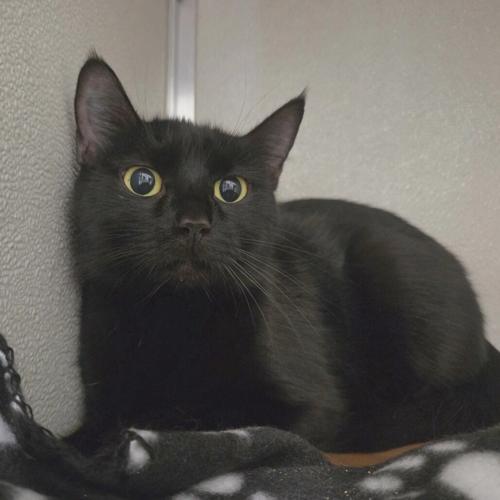 Meet Cha-Cha, the Adorable Pet of the Week at HES | Pet of the Week ...