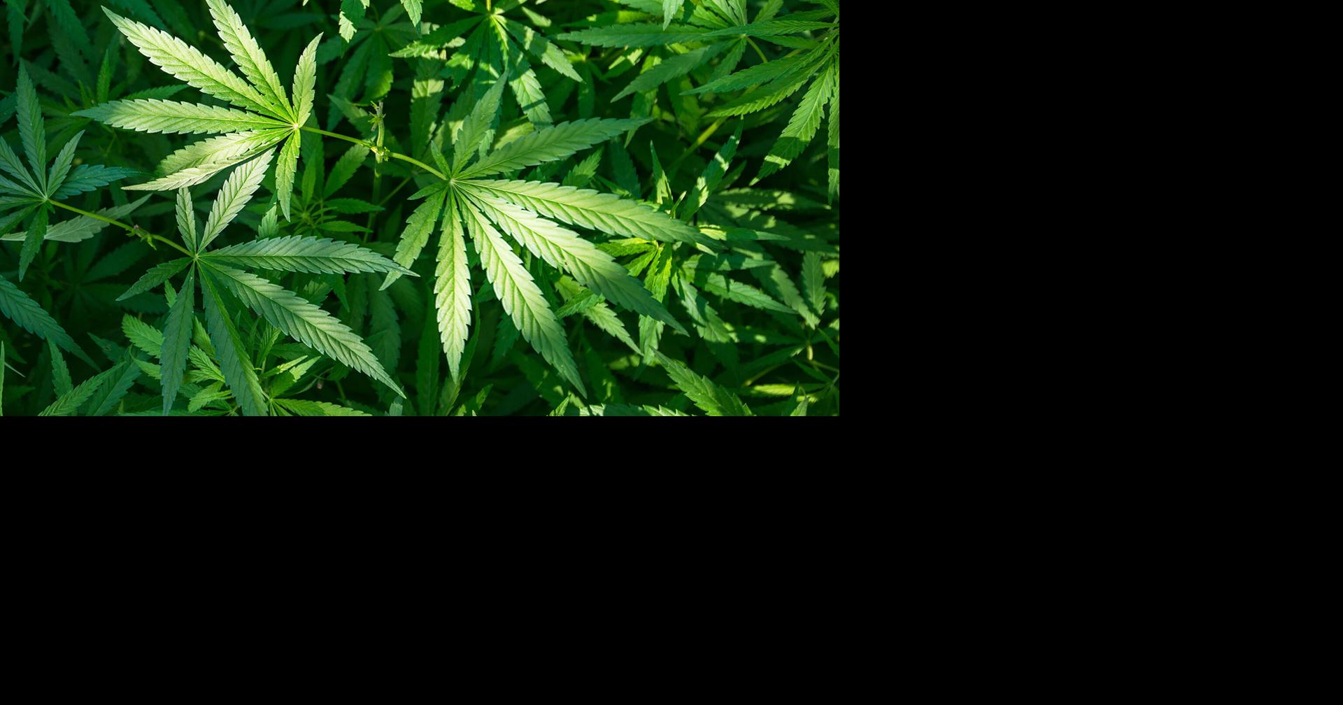 Marijuana users have more heavy metals in their bodies | Eye On Health ...