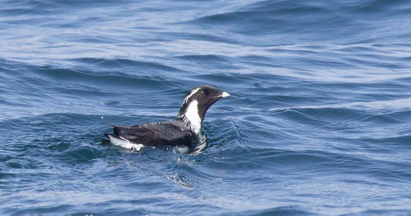 Bird native to Pacific Northwest found in Chattanooga | Local News ...