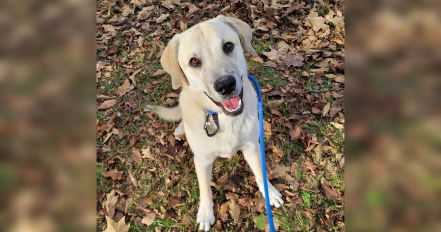 PAUL'S PETS: 'Baker' the dog up for adoption at Humane Educational ...