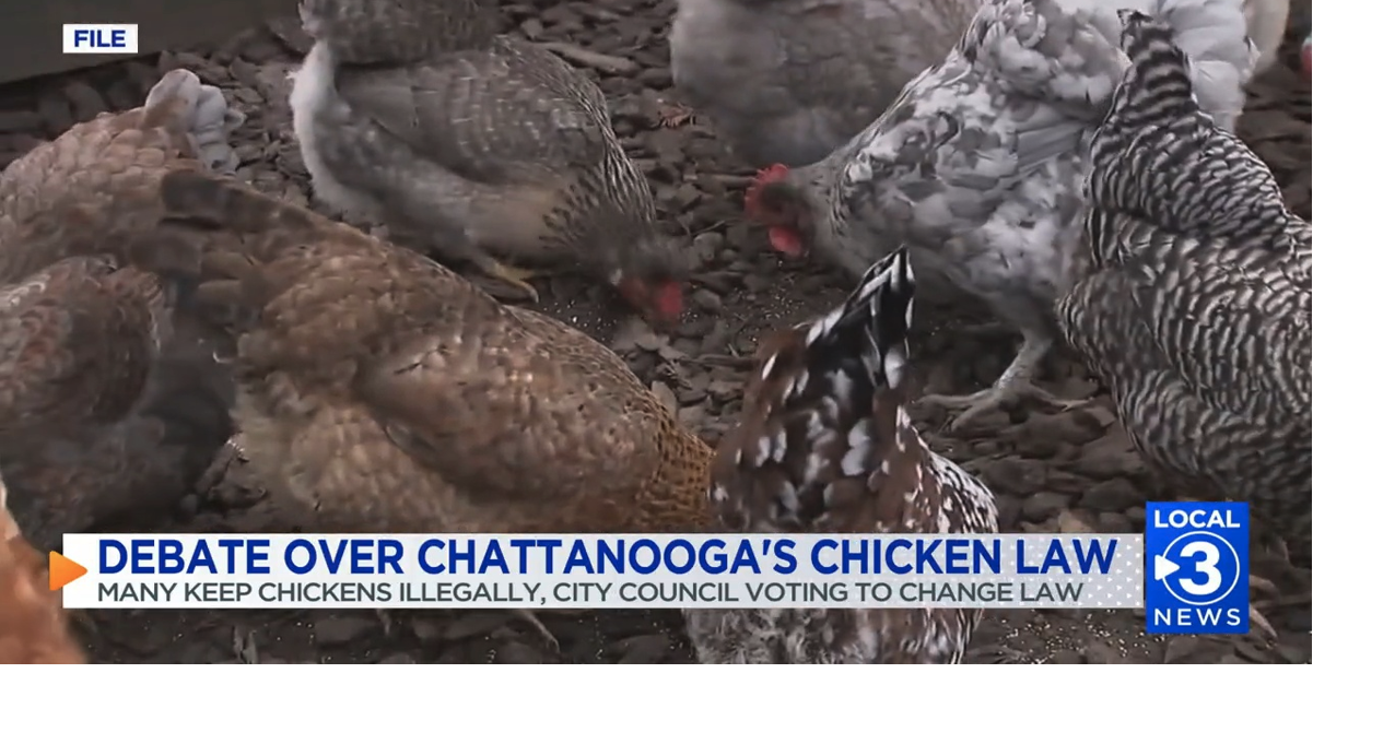 Chattanooga City Council Approves Backyard Chicken Ordinance | Local ...