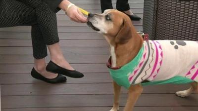 3 Plus Your Pet- Pet Placement Center | | local3news.com