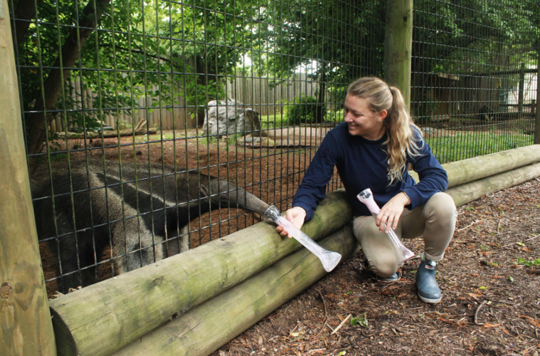 Chattanooga Zoo Mourns Loss of Male Giant Anteater Pico | Local News ...