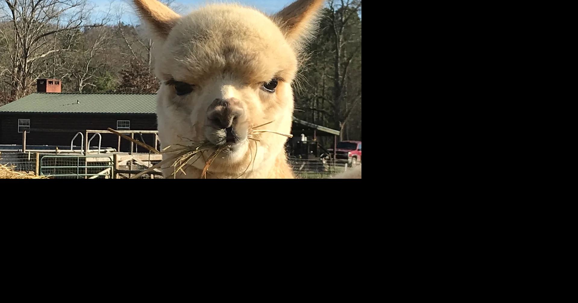 TMMA Farms to host National Alpaca Farm Open House in Walker County ...