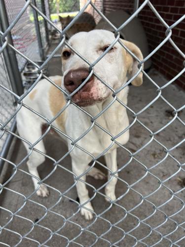 LaFayette Police search for owner of dog found near Walmart Saturday ...
