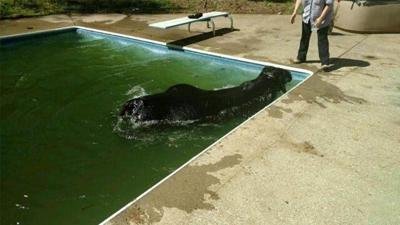 Update: Firefighters rescue 2,000 pound bull stuck in swimming pool in ...