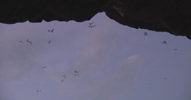 Nickajack Cave provides prime real estate for endangered gray bat ...