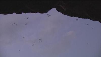 Nickajack Cave provides prime real estate for endangered gray bat ...