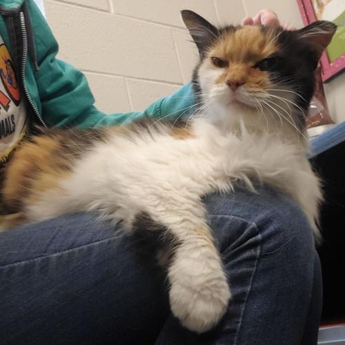 Meet Mildred, the Grumpy Cat at HES Chattanooga | Pet of the Week ...