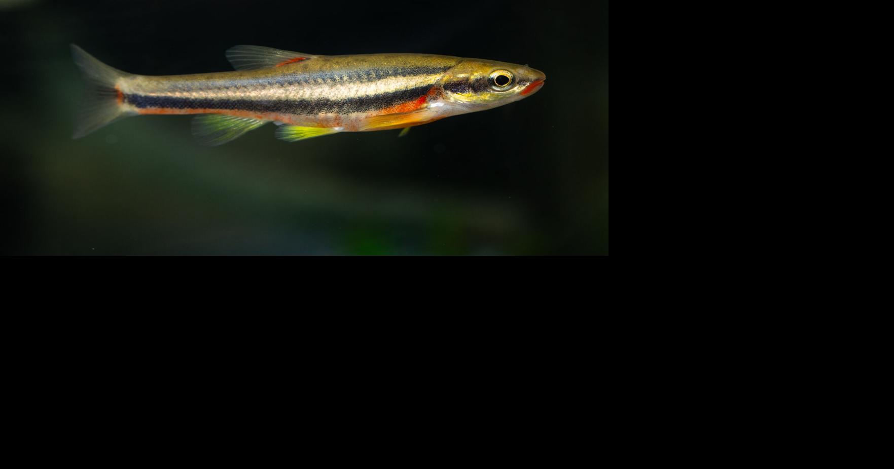 Get involved: TN Aquarium Laurel Dace conservation continues | Local ...