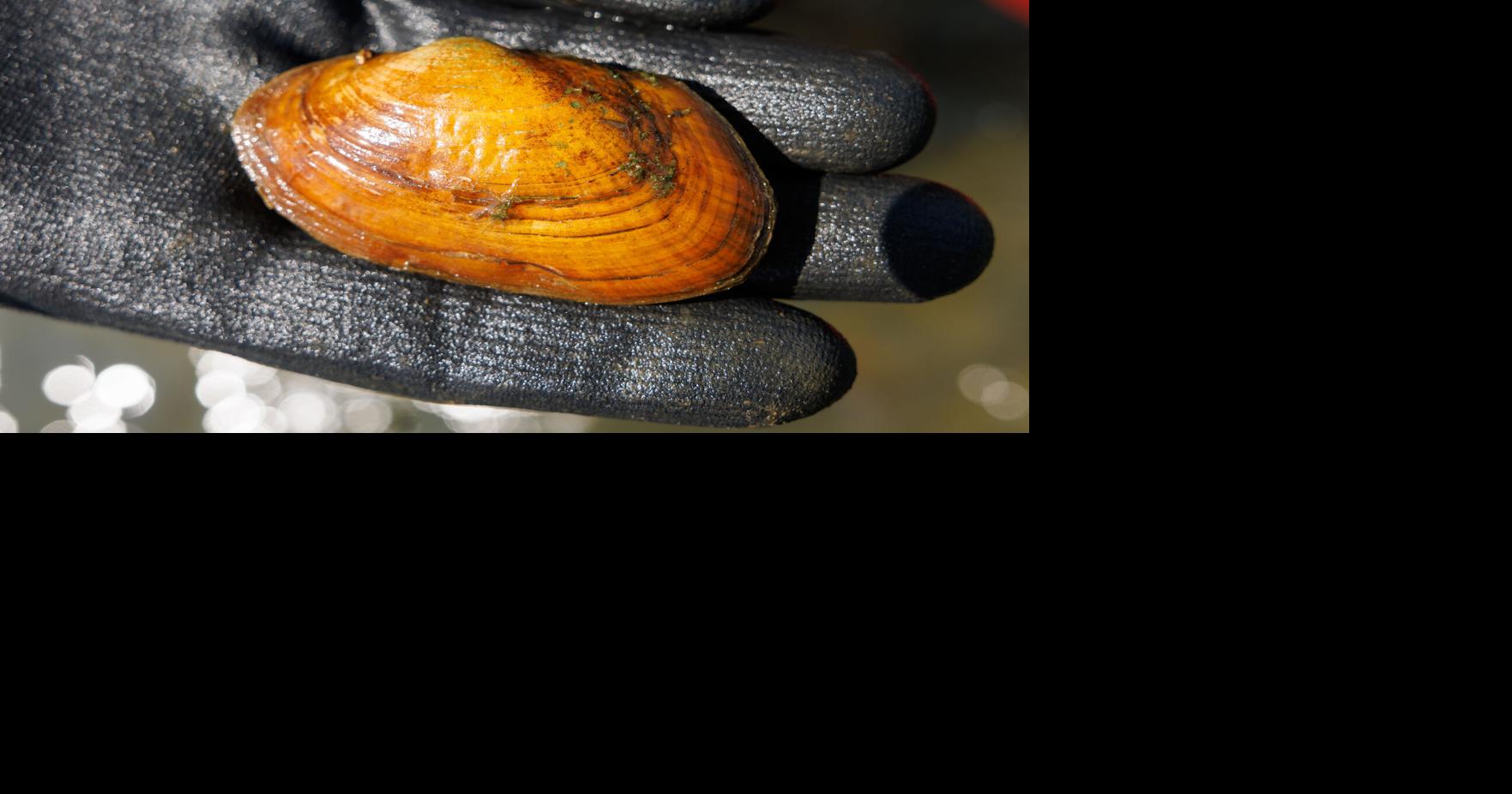 Learn about Freshwater Mussels at Tennessee Aquarium | Local News ...