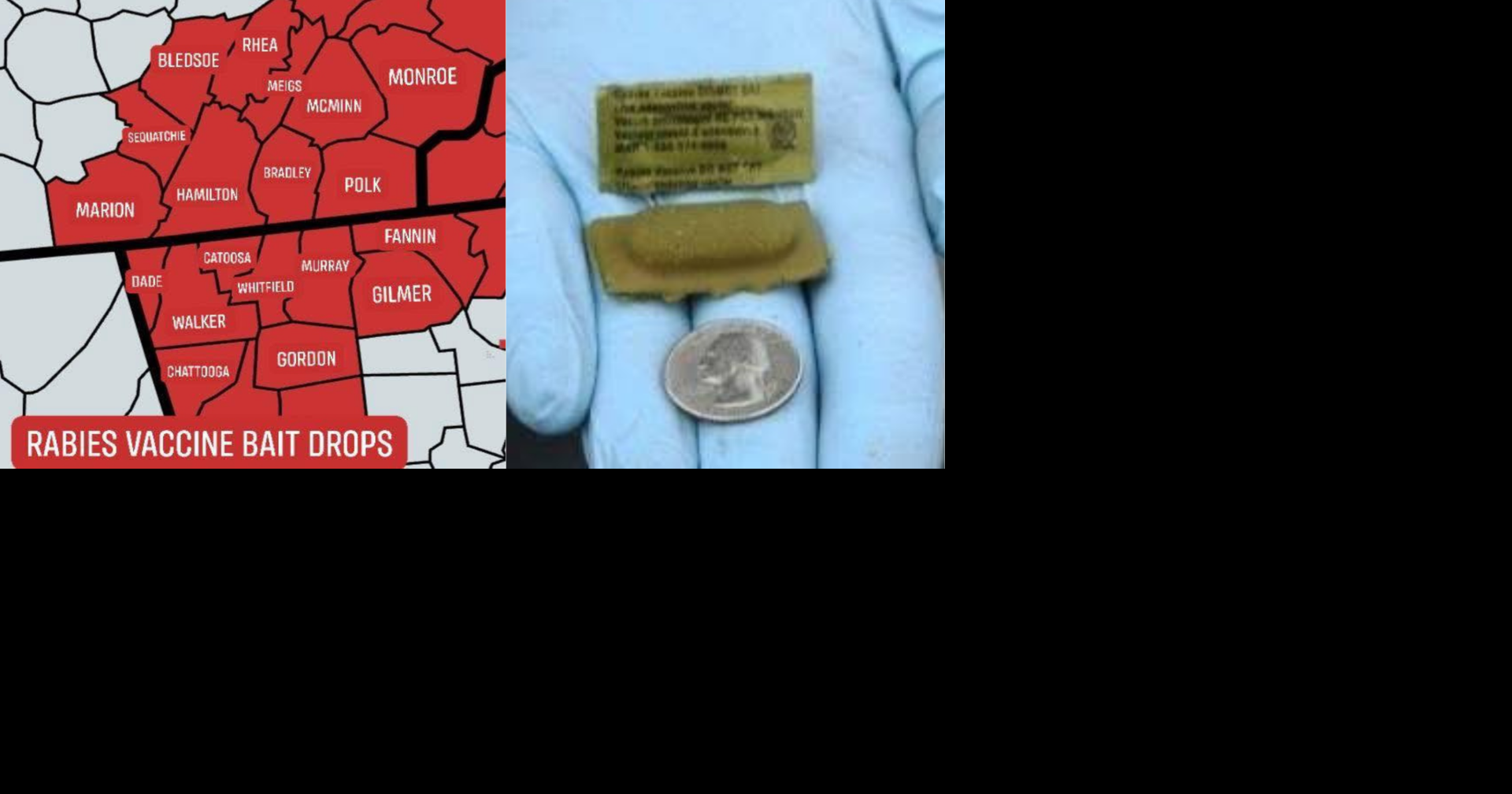 Wildlife rabies prevention: USDA's vaccine drop in TN, GA | Local News ...