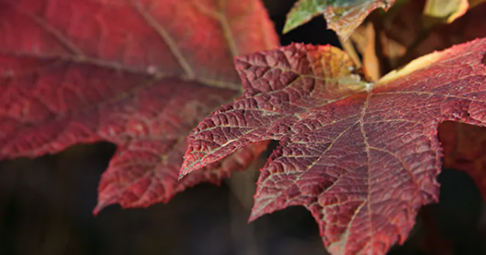 Free Tree ReLeaf to give away 1,000 trees beginning Saturday, Oct. 19 ...