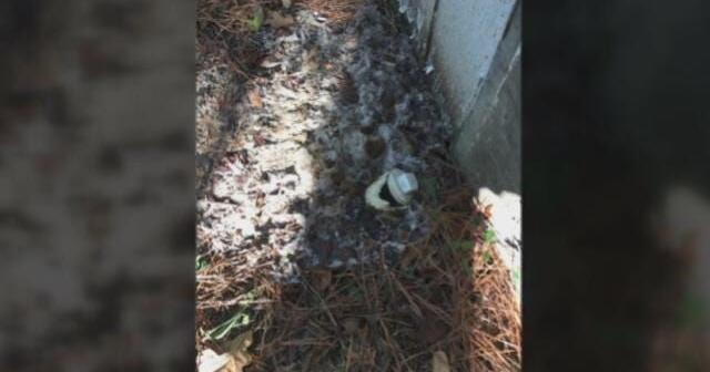Raw sewage overflows in yard for months leading to woman's health ...