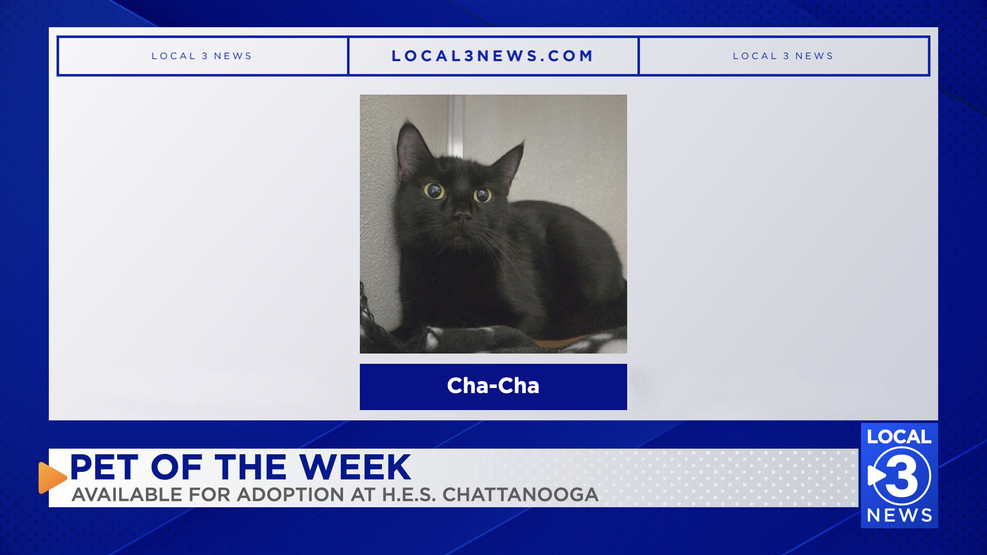 Meet Cha-Cha, the Adorable Pet of the Week at HES | Pet of the Week ...