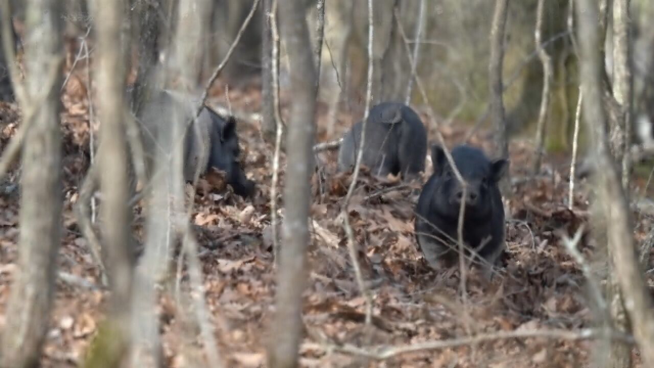Posse of pigs taking over Tunnel Boulevard neighborhood, neighbors say ...