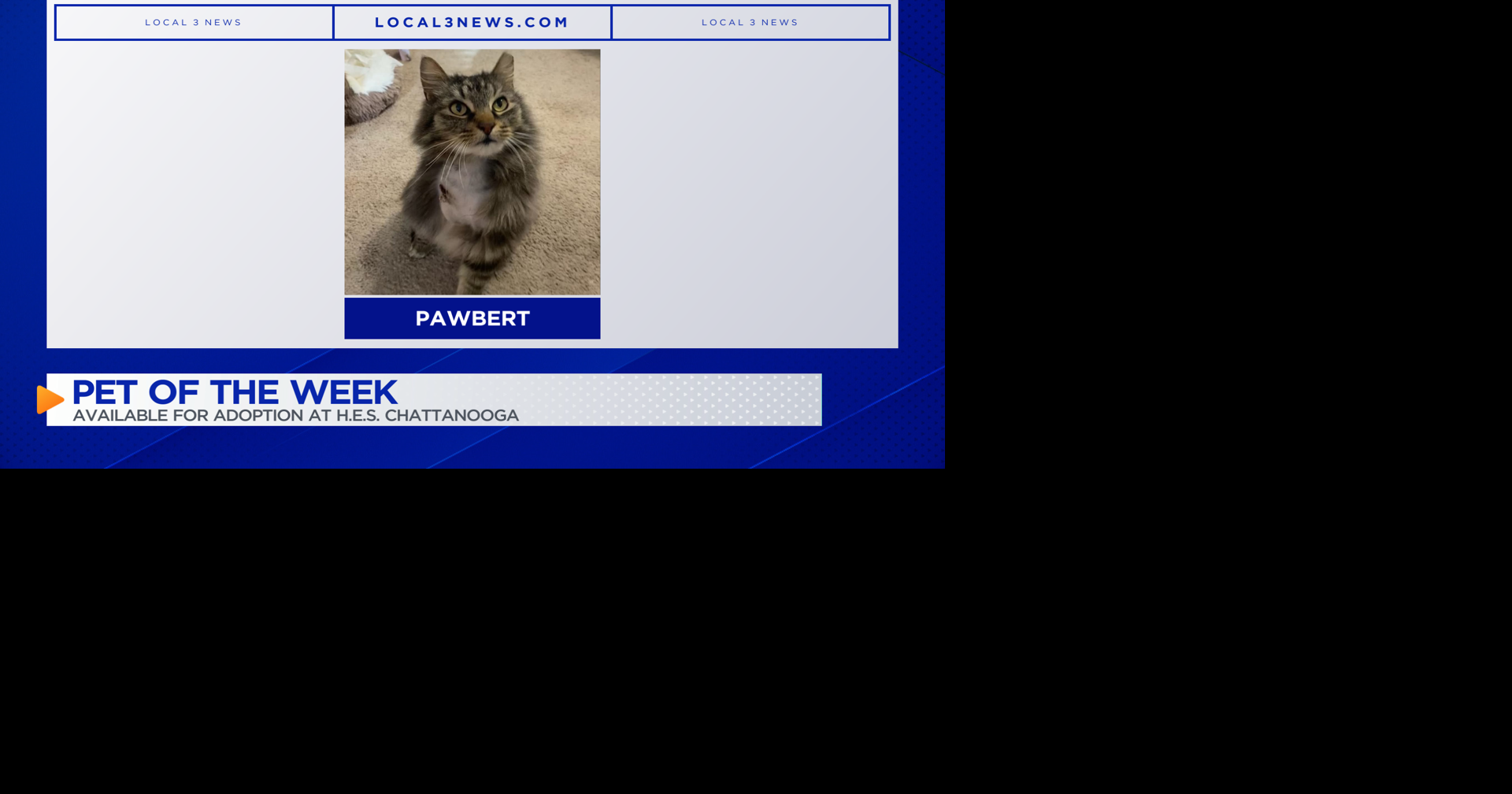 Meet Pawbert: A Three-Legged Rescue with a Big Heart | Pet of the Week ...