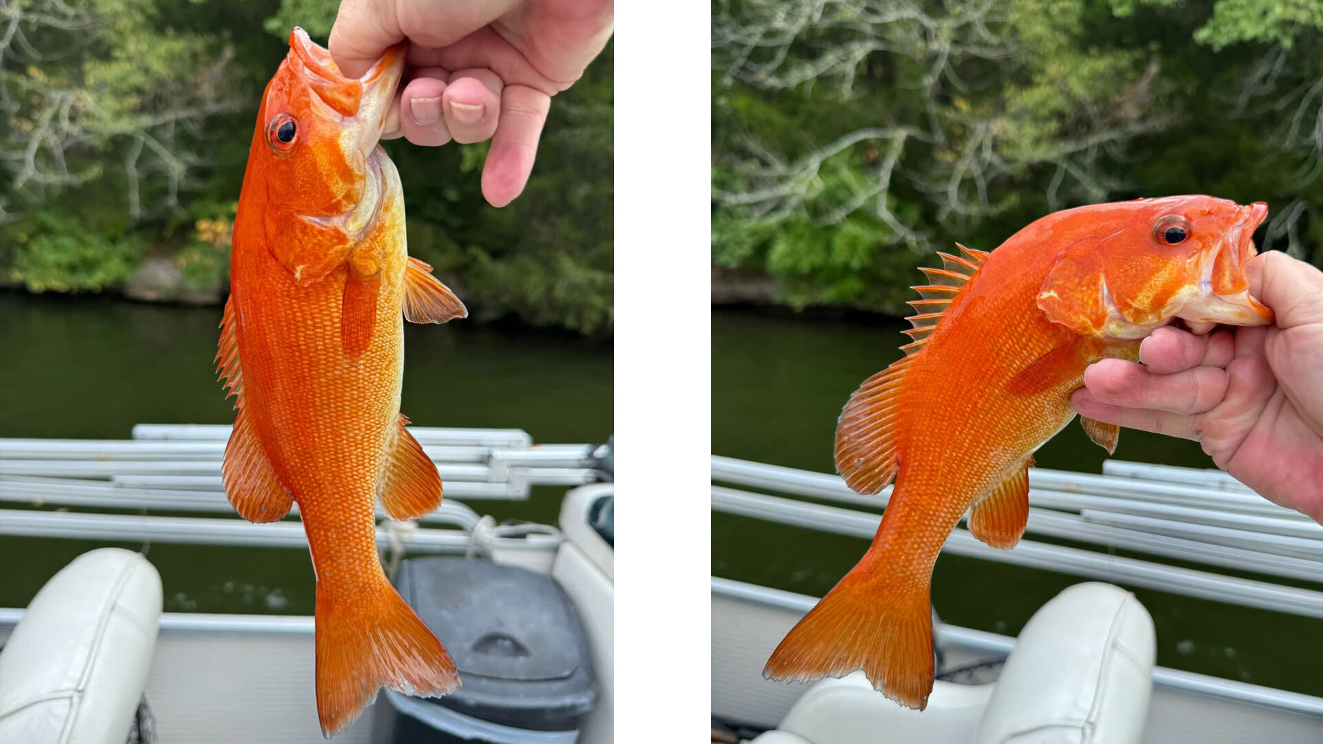 Rare Orange Bass Caught in Cordell Hull Lake | Local News | local3news.com