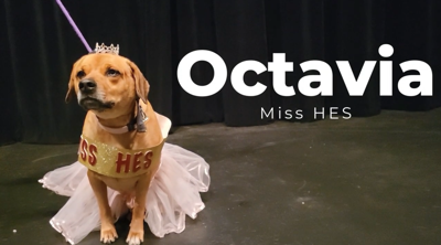 Longest-Resident Beagle at HES Chattanooga | Local News | local3news.com