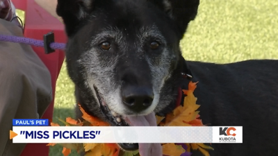PAUL'S PETS: Meet 'Miss Pickles' | Pet of the Week | local3news.com