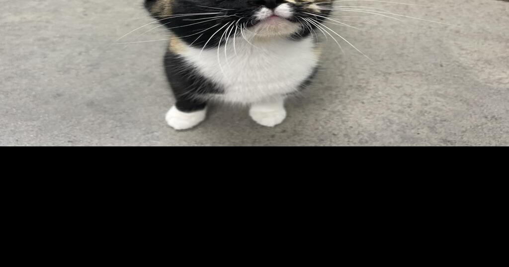 PAUL'S PET: 'Whoopi' the cat up for adoption at Human Educational ...