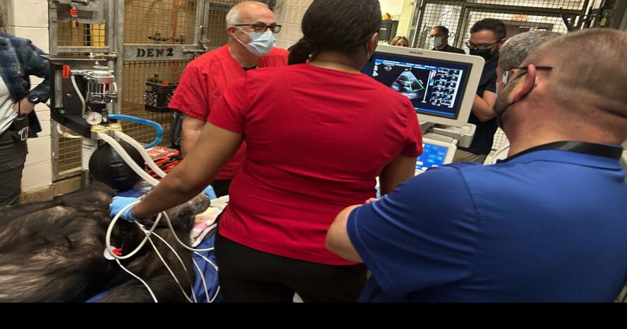 Brandy, the Chattanooga Zoo's chimpanzee, receives heart exam | Local ...
