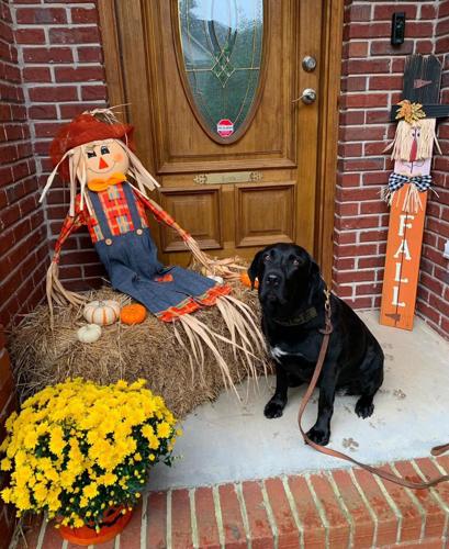 Beloved Cleveland Police K9 Alana passes away after eight years of ...