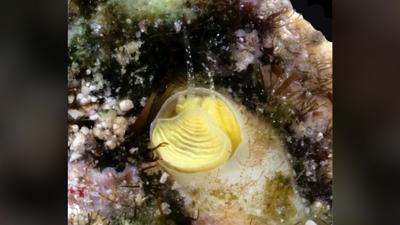 Newly discovered snail in Florida Keys is named after Jimmy Buffett ...