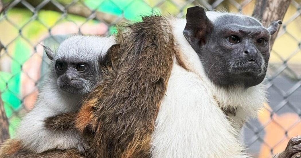 Meet Appa and Momo, Endangered Pied Tamarin Siblings | Local News ...