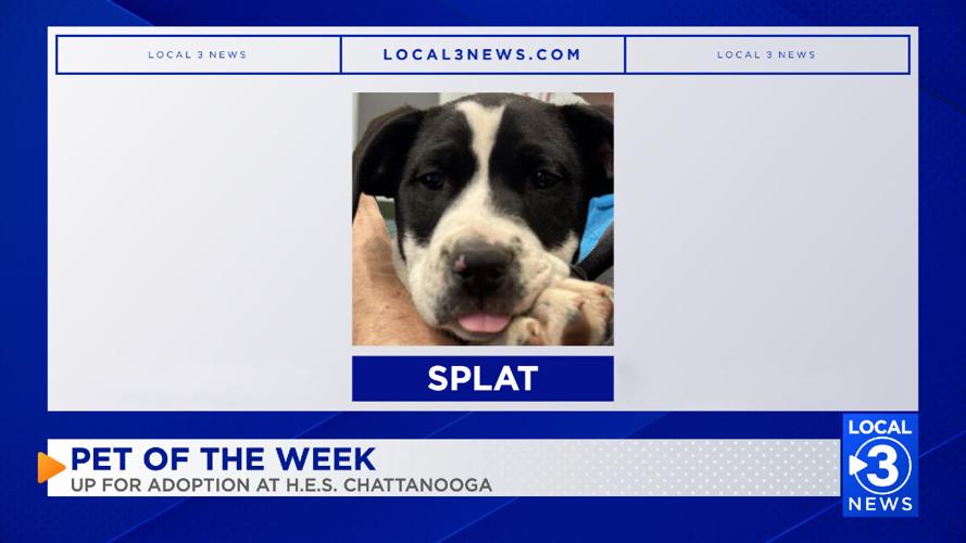 PET OF THE WEEK: Splat the dog up for adoption at the Humane ...