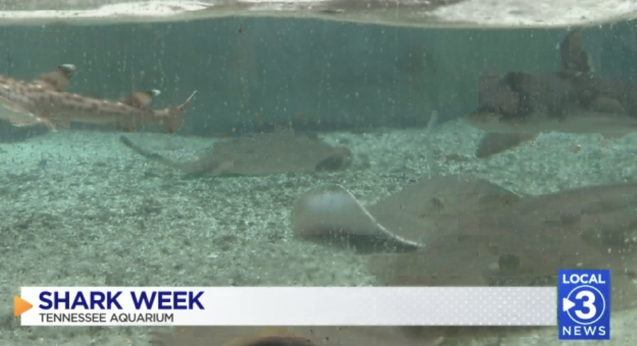 Tennessee Aquarium's Shark Week Celebration | Local News | local3news.com