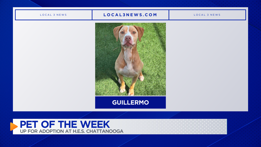 Meet Guillermo - Pet of the Week | Local News | local3news.com
