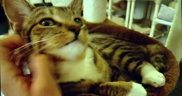 3 Plus Your Pets- Pet Placement Center | | local3news.com